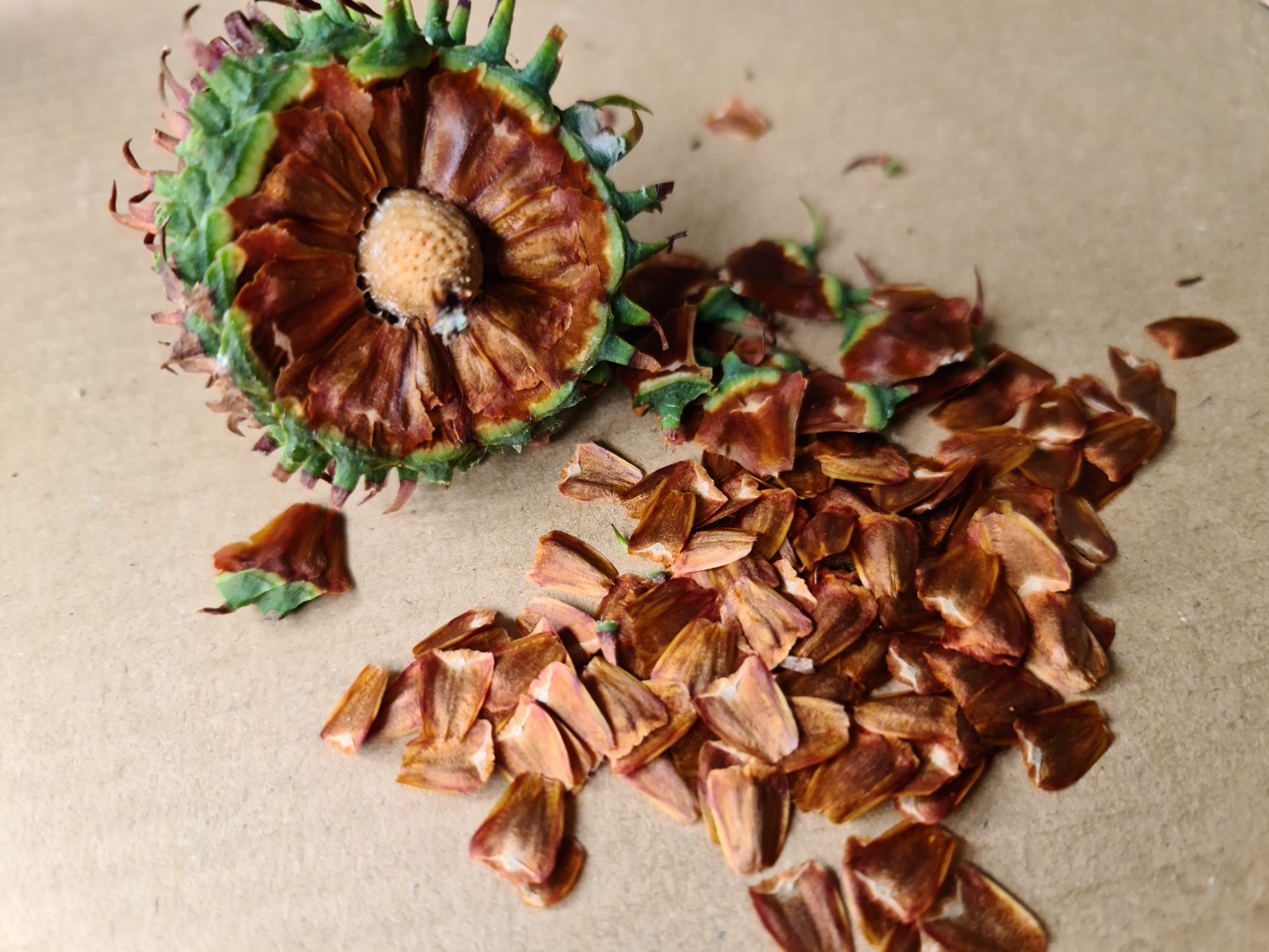 How to grow Wollemi pine from seed. – Chris Howell Gardens