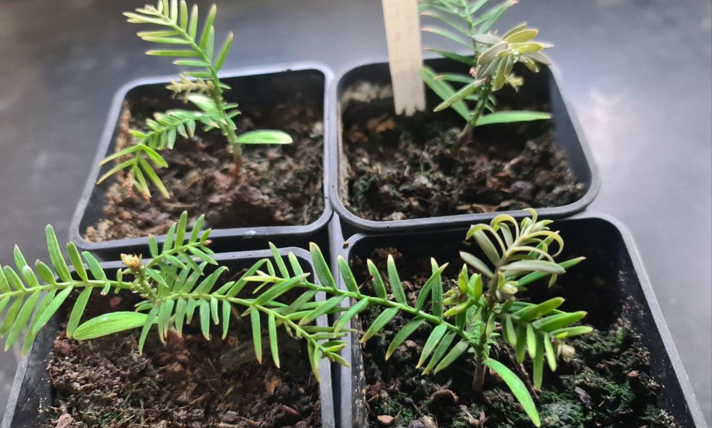 How to grow Wollemi pine from seed. – Chris Howell Gardens