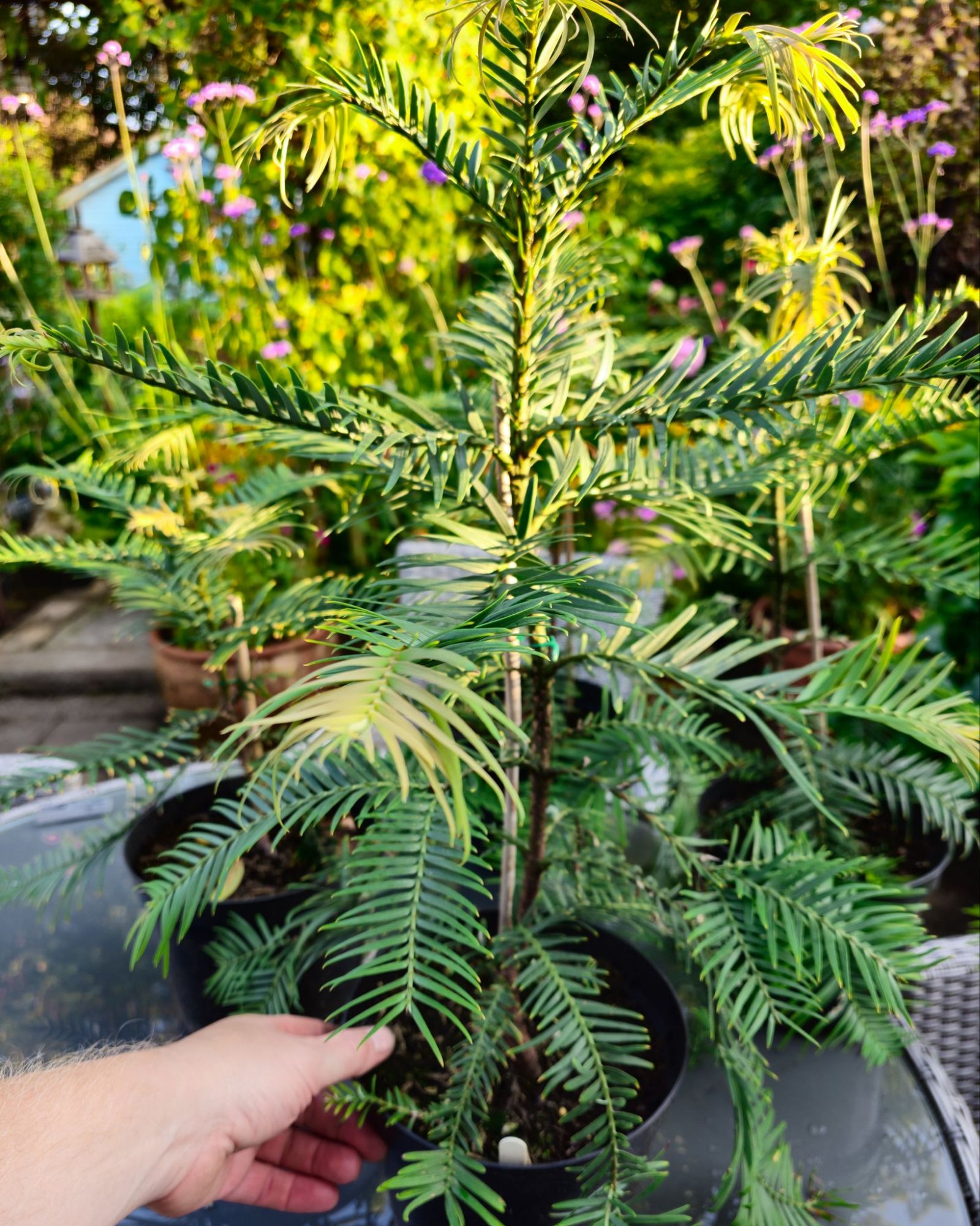 How to grow Wollemi pine from seed. – Chris Howell Gardens