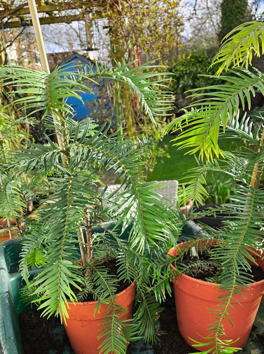 How to grow Wollemi pine from seed. – Chris Howell Gardens